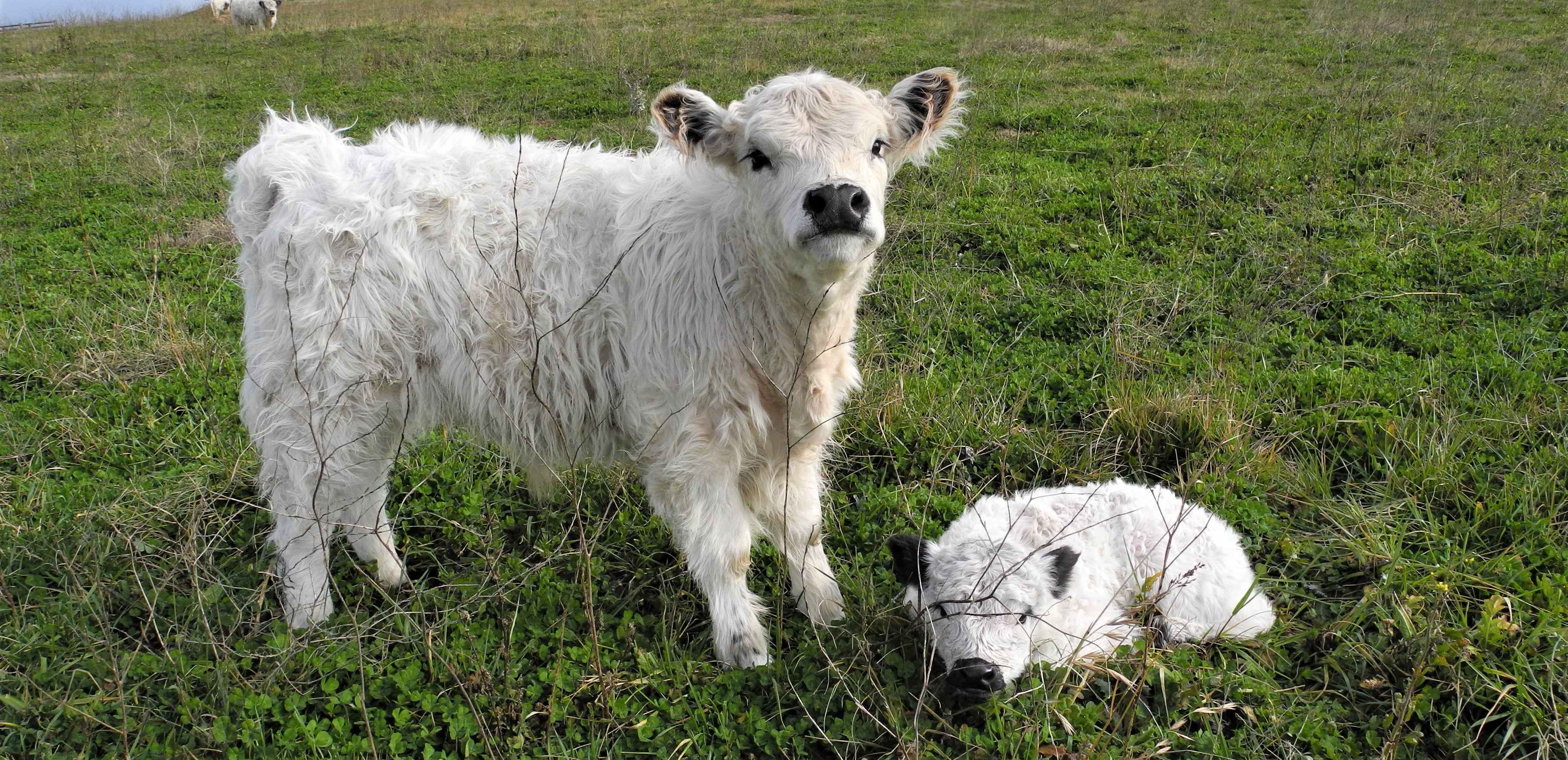 Home - Miniature Cattle Traditional Galloway